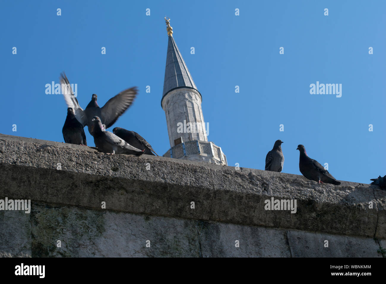 Pigeons on dome hi-res stock photography and images - Alamy