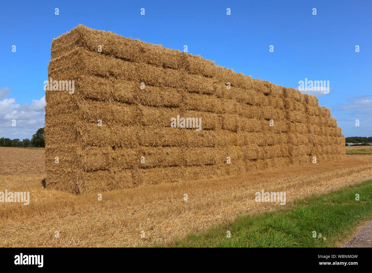 Straw bales stacked in field after harvesting the crop in Lincolnshire ...