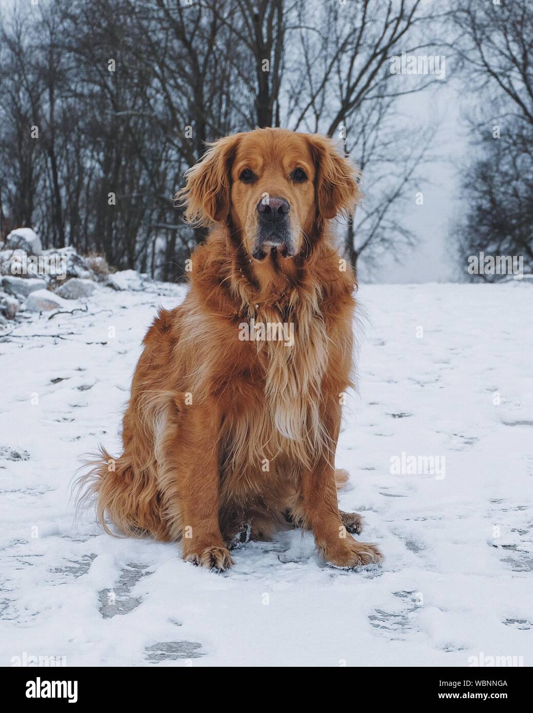 Dog full of snow hi-res stock photography and images - Alamy