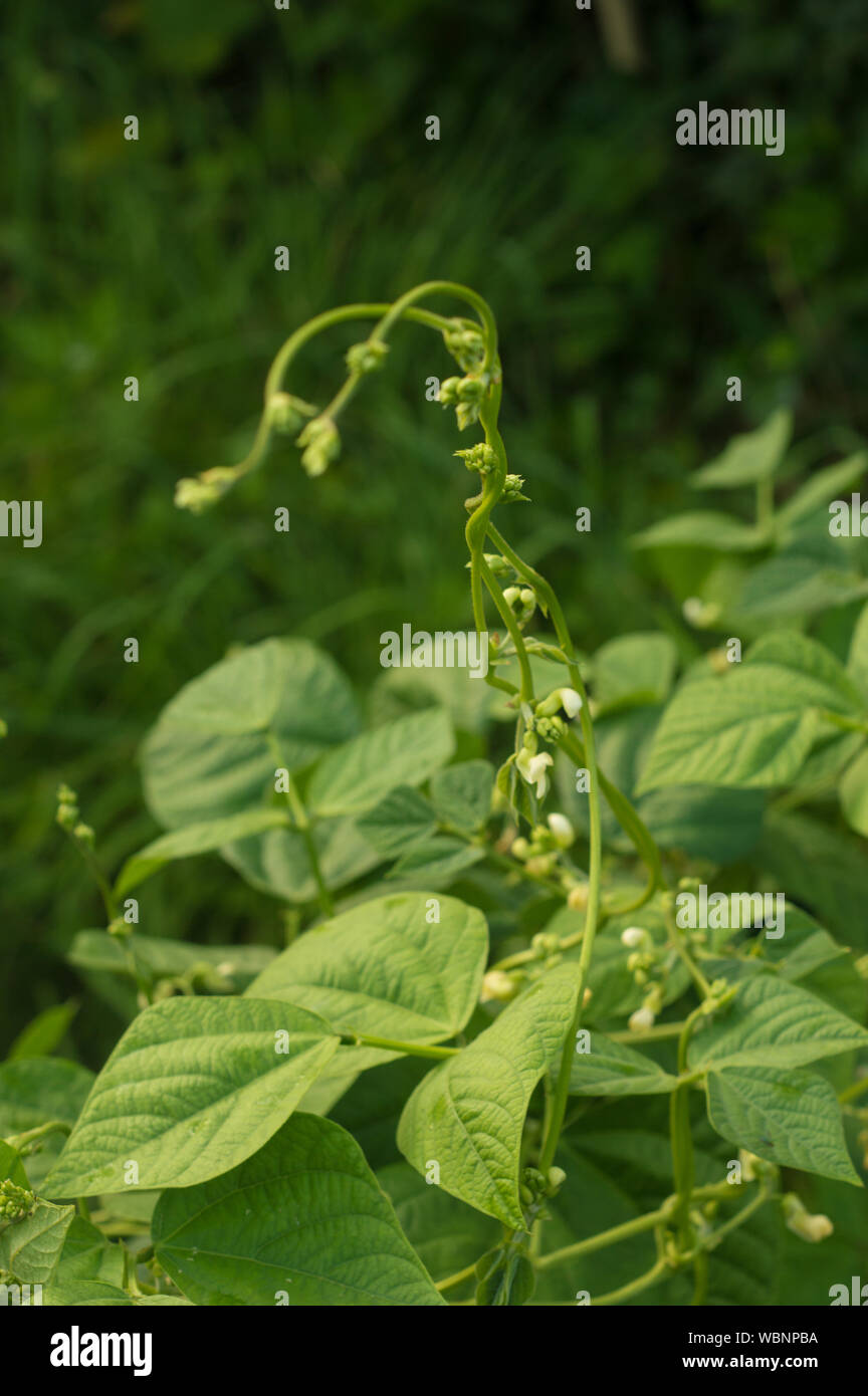 The common bean hi-res stock photography and images - Alamy