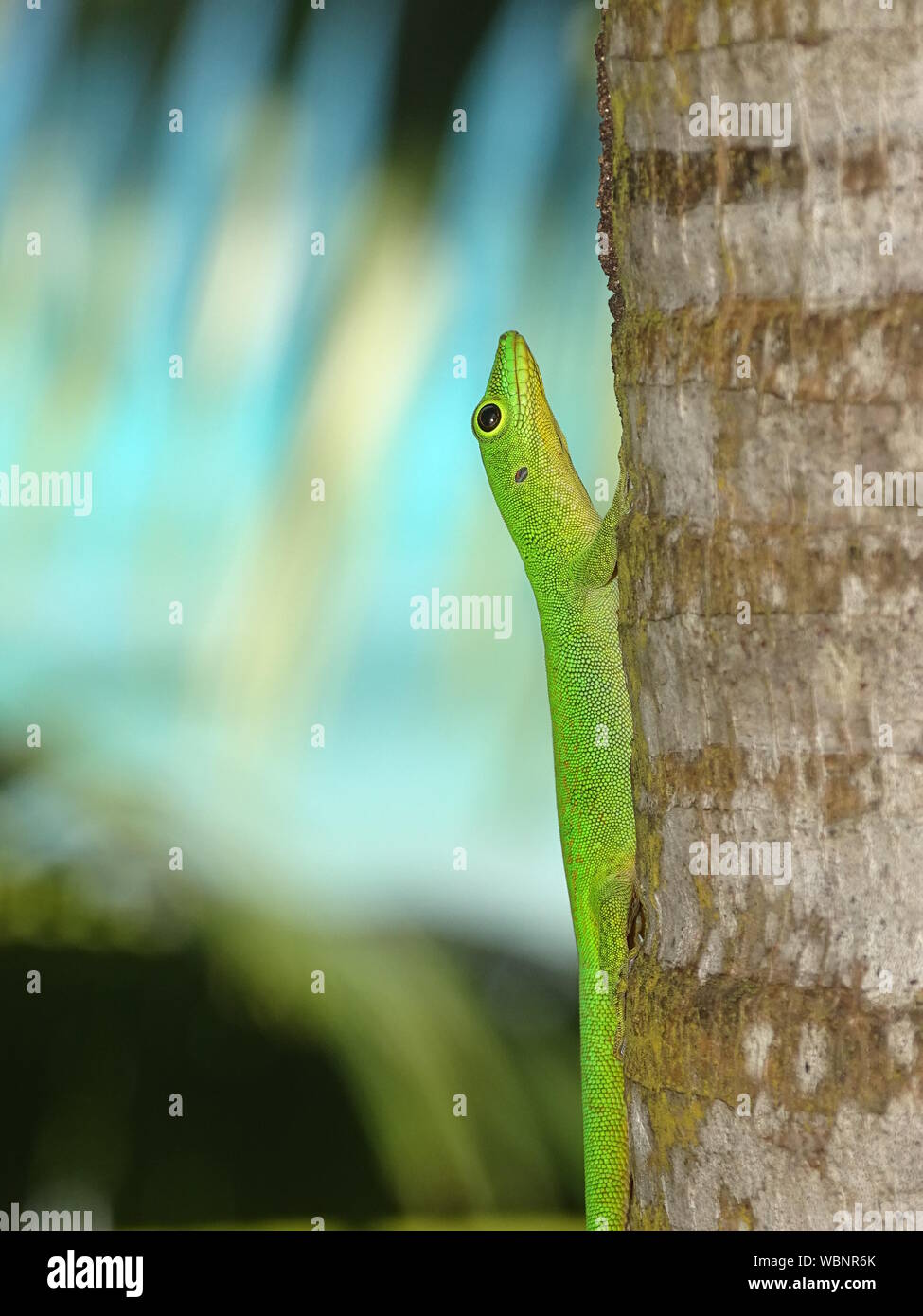 Gecko tree hi-res stock photography and images - Alamy