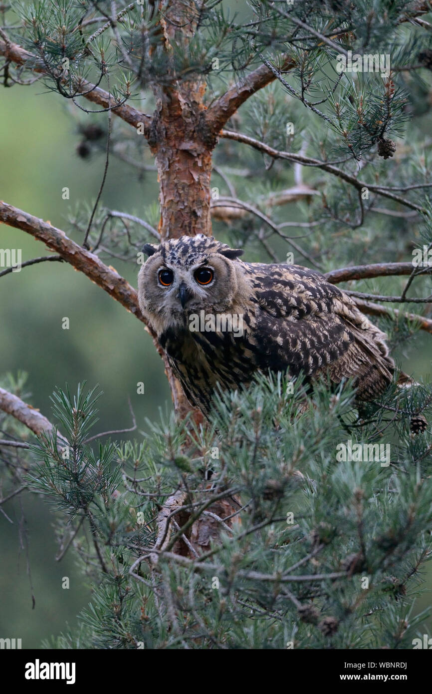 Eagle Owl ( Bubo bubo ), young adolescent, perched in a pine tree ...