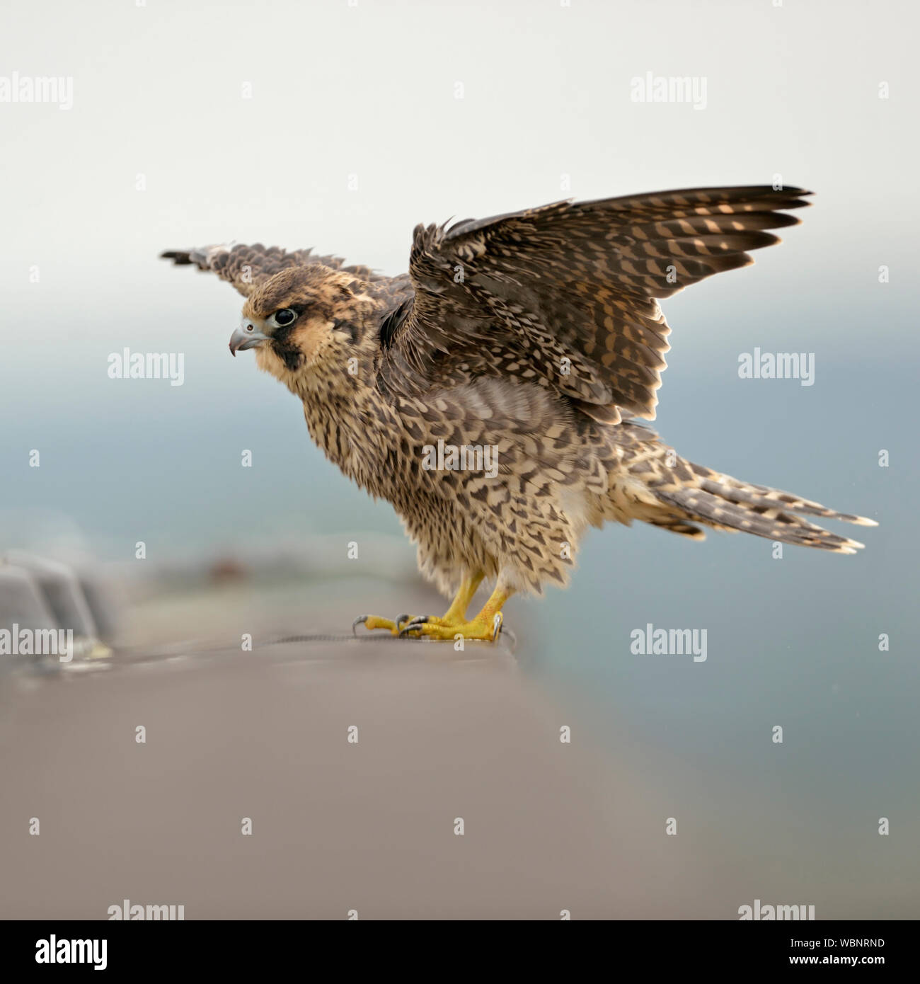 A young peregrine falcon hi-res stock photography and images - Alamy