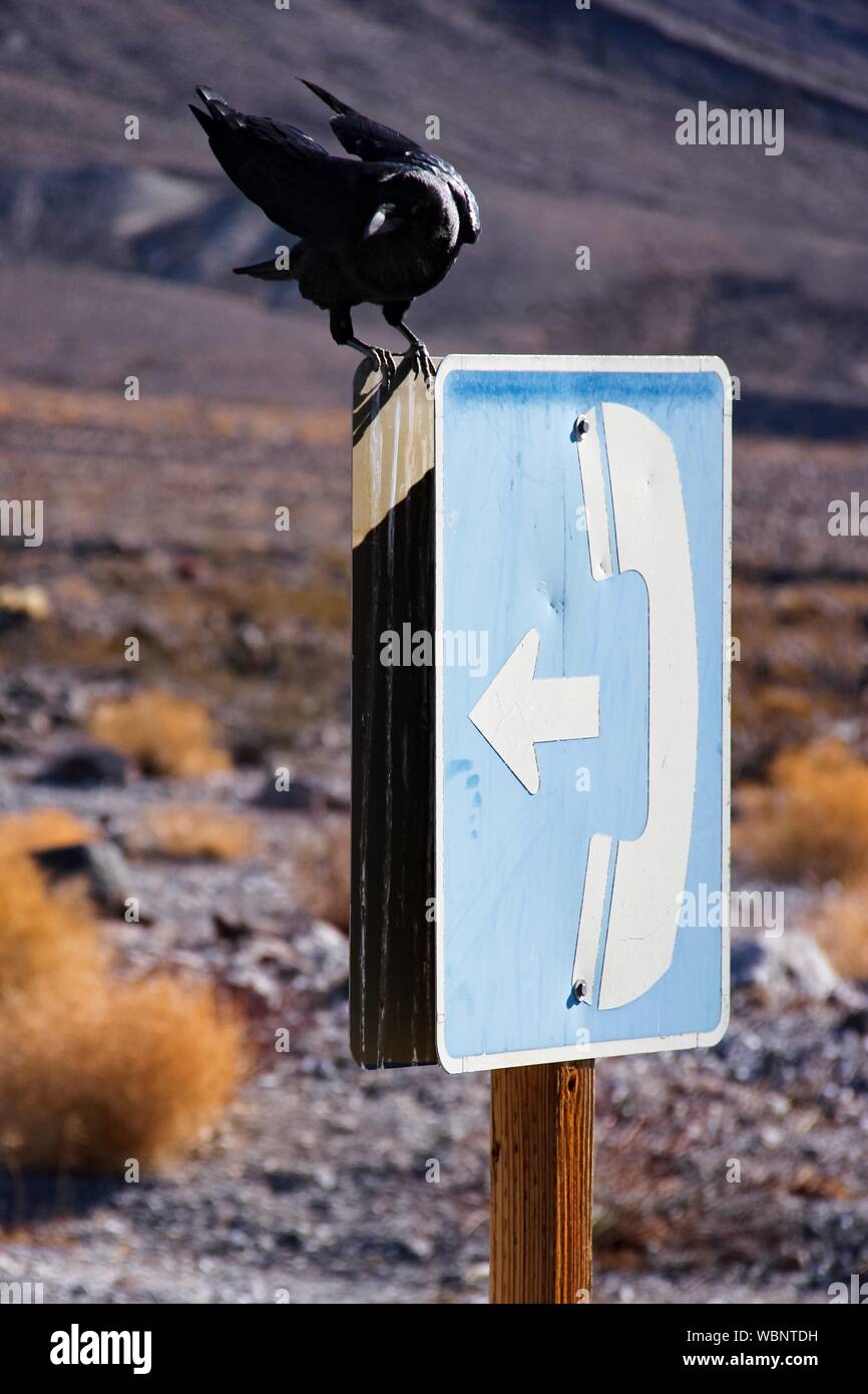 Sign raven hi-res stock photography and images - Alamy