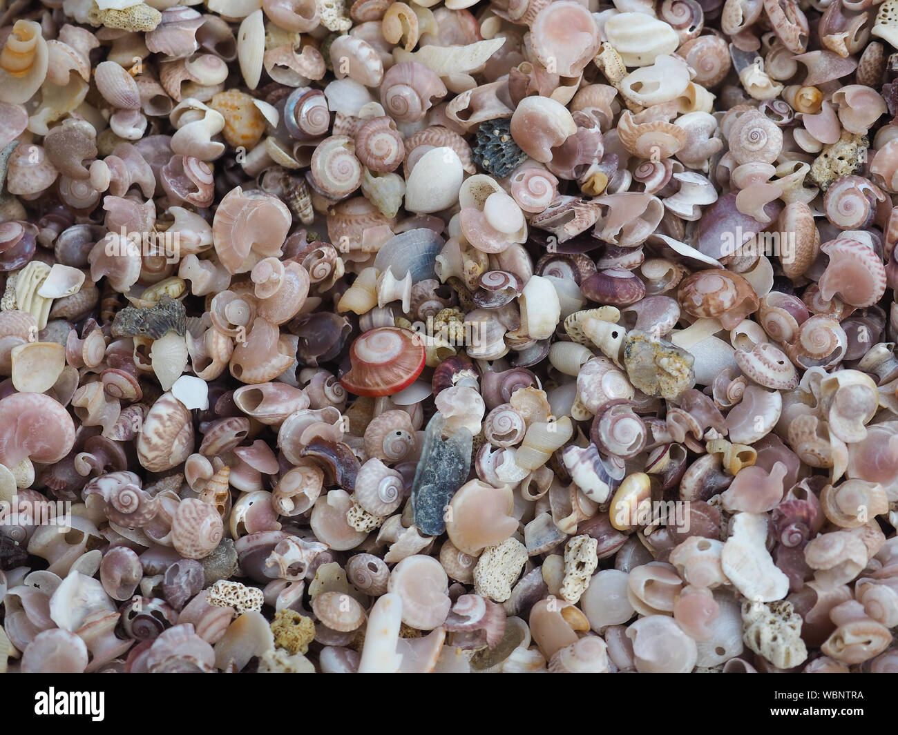 Pile of seashells hi-res stock photography and images - Alamy