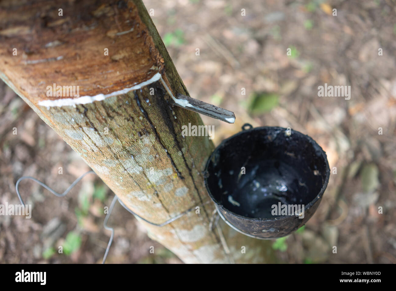 Hevea brasiliensis rubber bark hi-res stock photography and images - Alamy