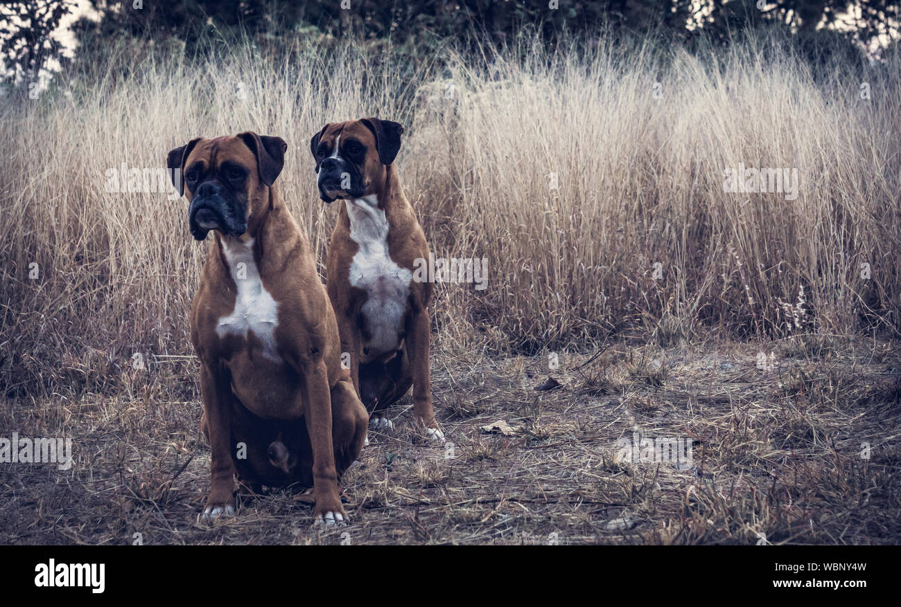 Land dogs hi-res stock photography and images - Alamy