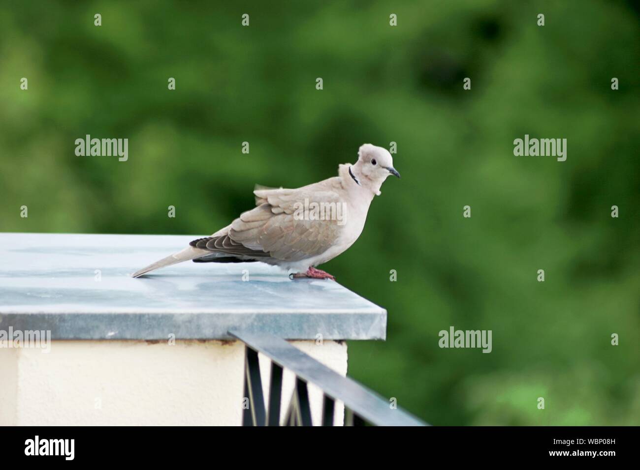 Dove on wall hi-res stock photography and images - Alamy