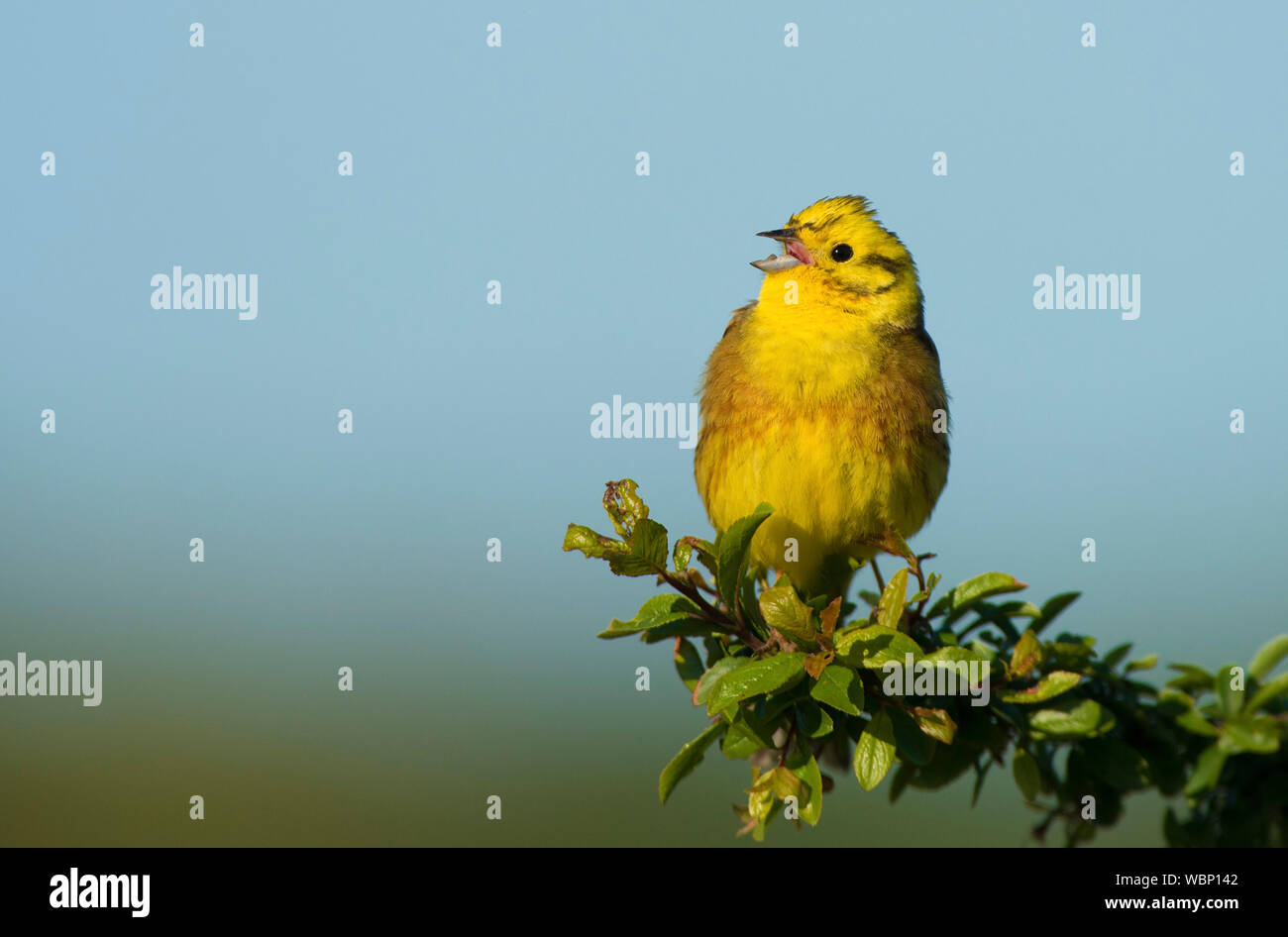 Male Yellowhammer-Emberiza citrinella in song Stock Photo - Alamy
