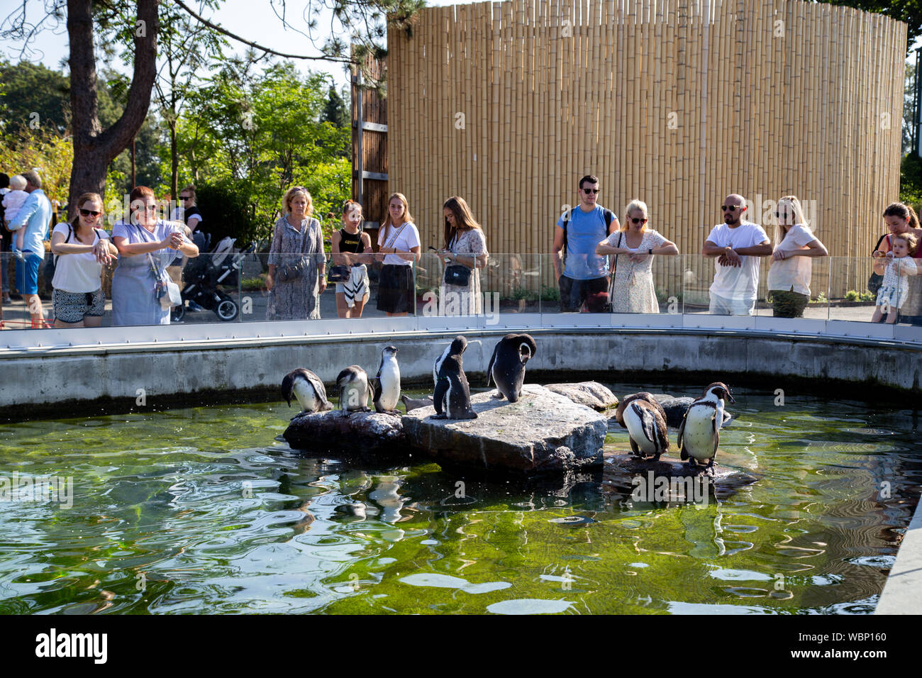 Penguins in Copenhagen Zoo Stock Photo - Alamy