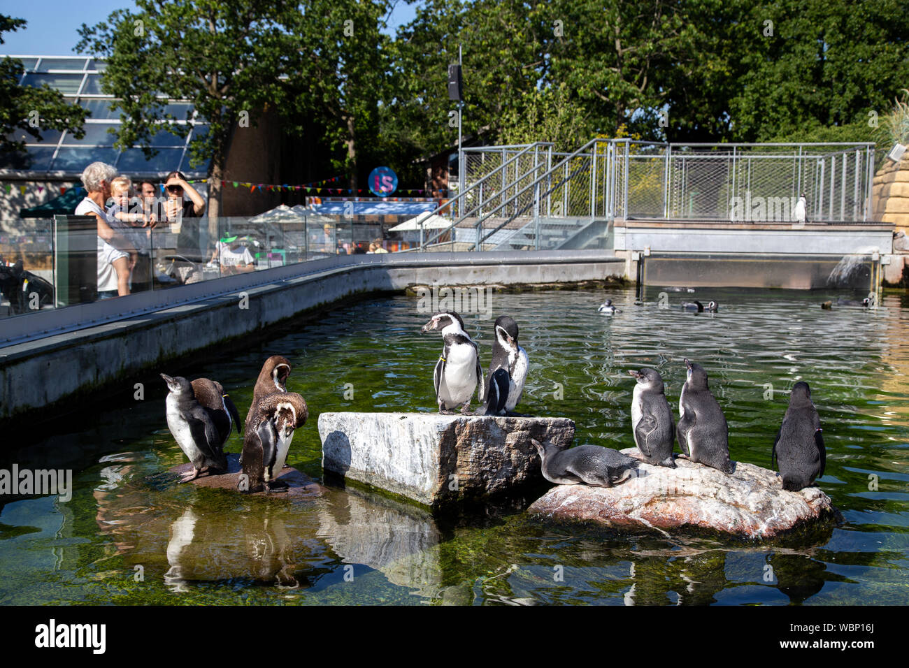Penguins in Copenhagen Zoo Stock Photo - Alamy