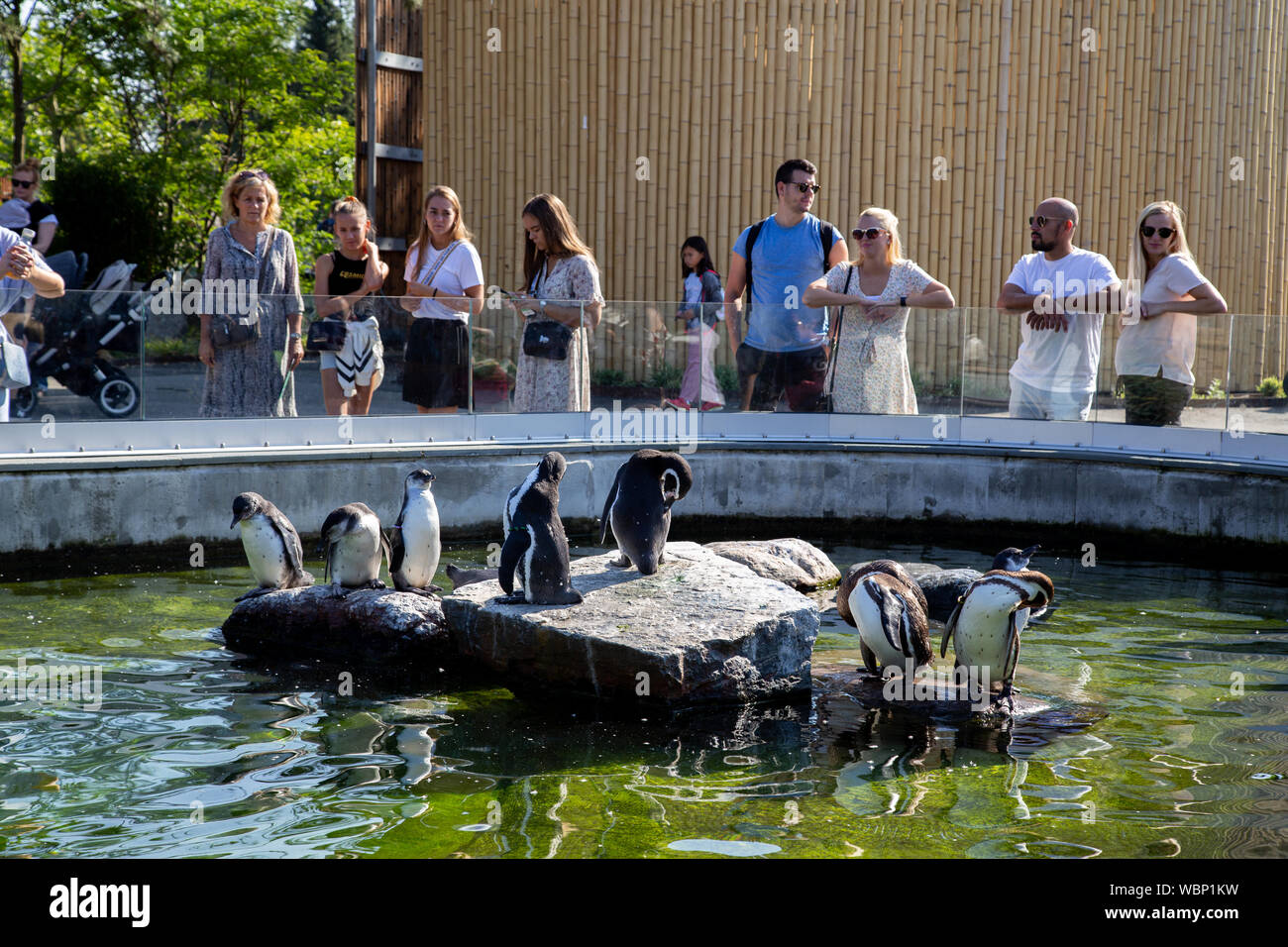 Penguins in Copenhagen Zoo Stock Photo - Alamy
