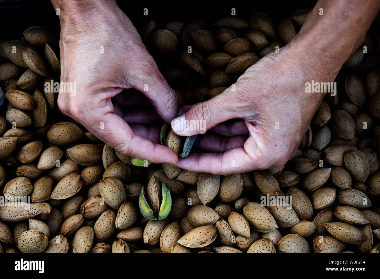 Almond harvest person hi-res stock photography and images - Alamy