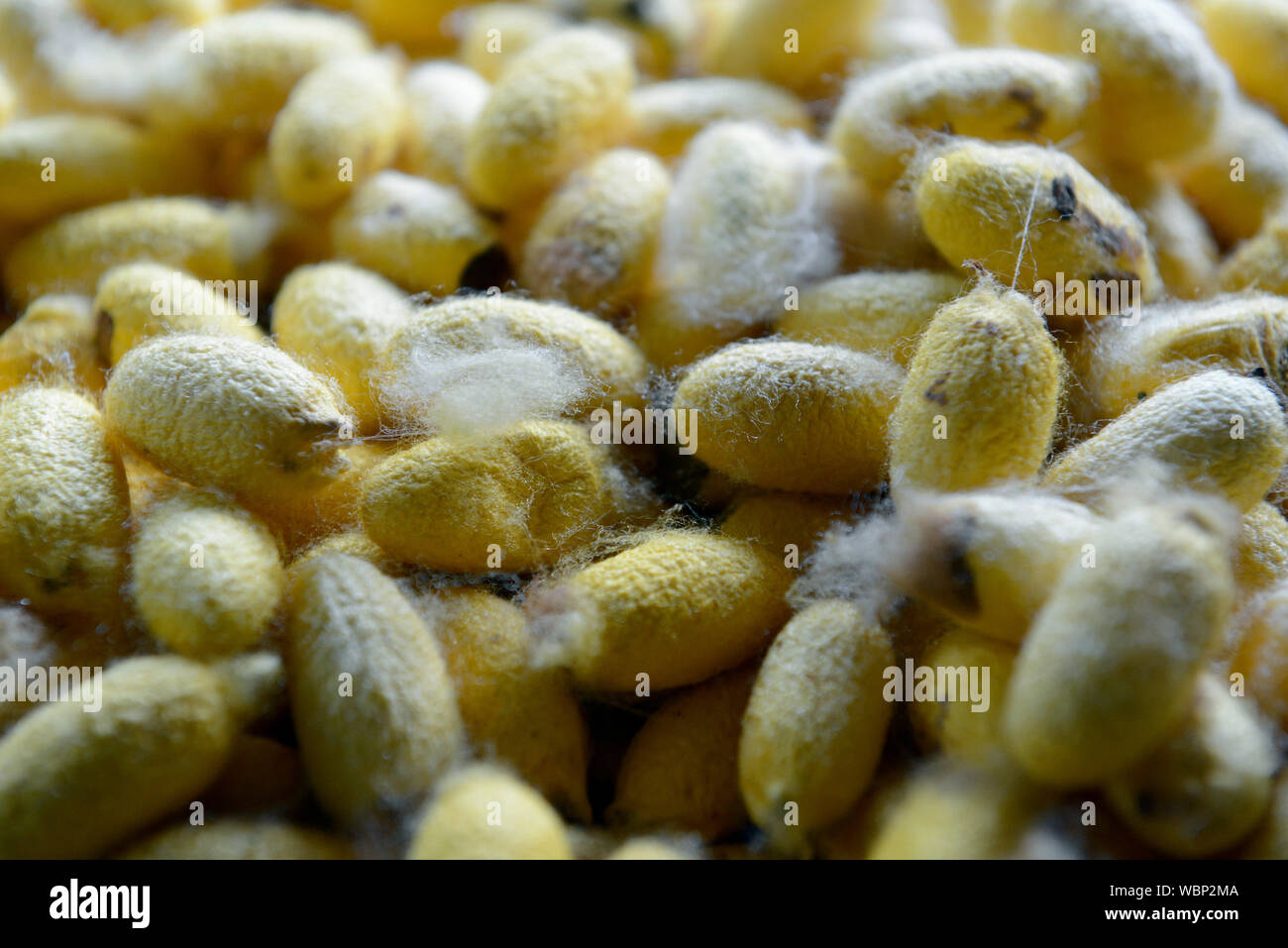 Yellow Cocoons High Resolution Stock Photography and Images - Alamy