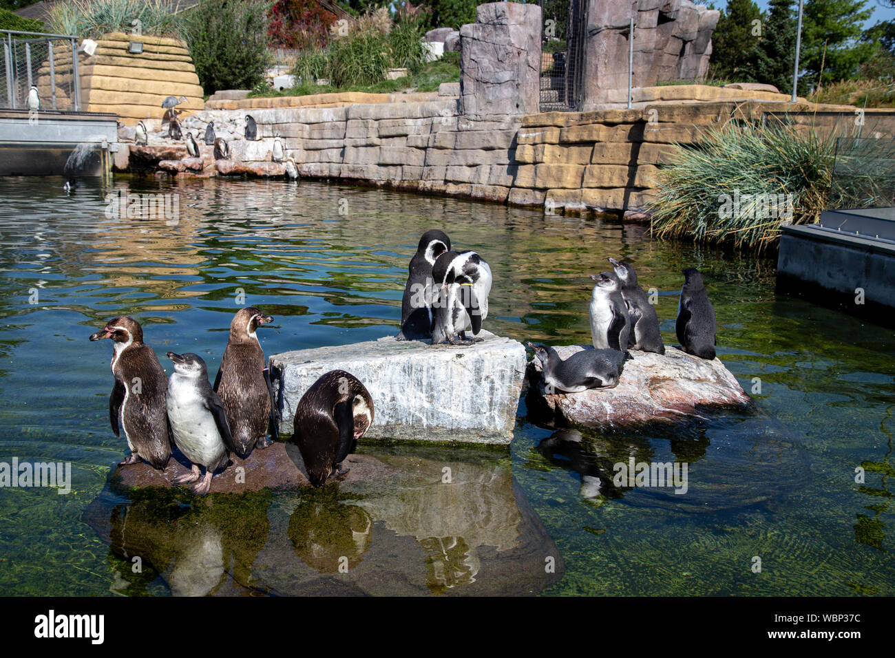 Penguins in Copenhagen Zoo Stock Photo - Alamy