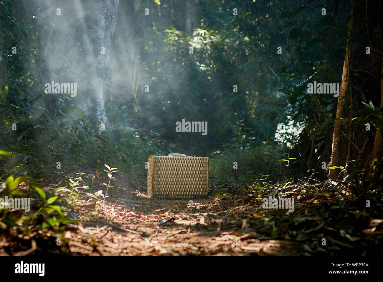 People in old growth forest hi-res stock photography and images - Alamy