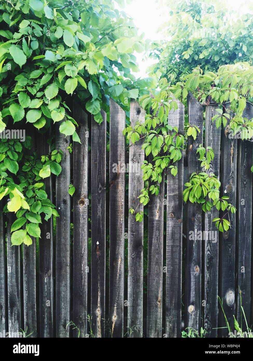 Growing Over Fence High Resolution Stock Photography and Images - Alamy