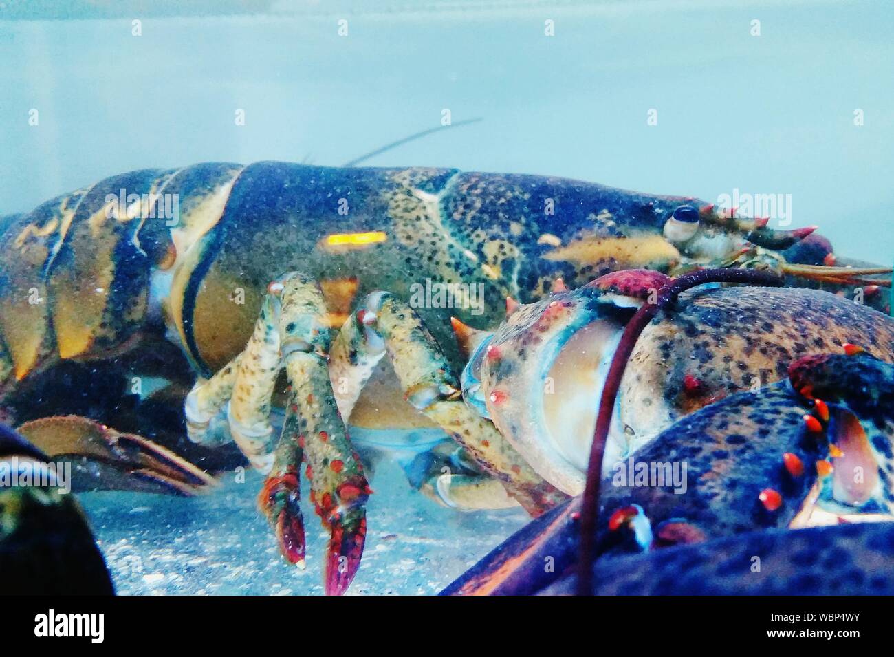 Lobster water hi-res stock photography and images - Alamy