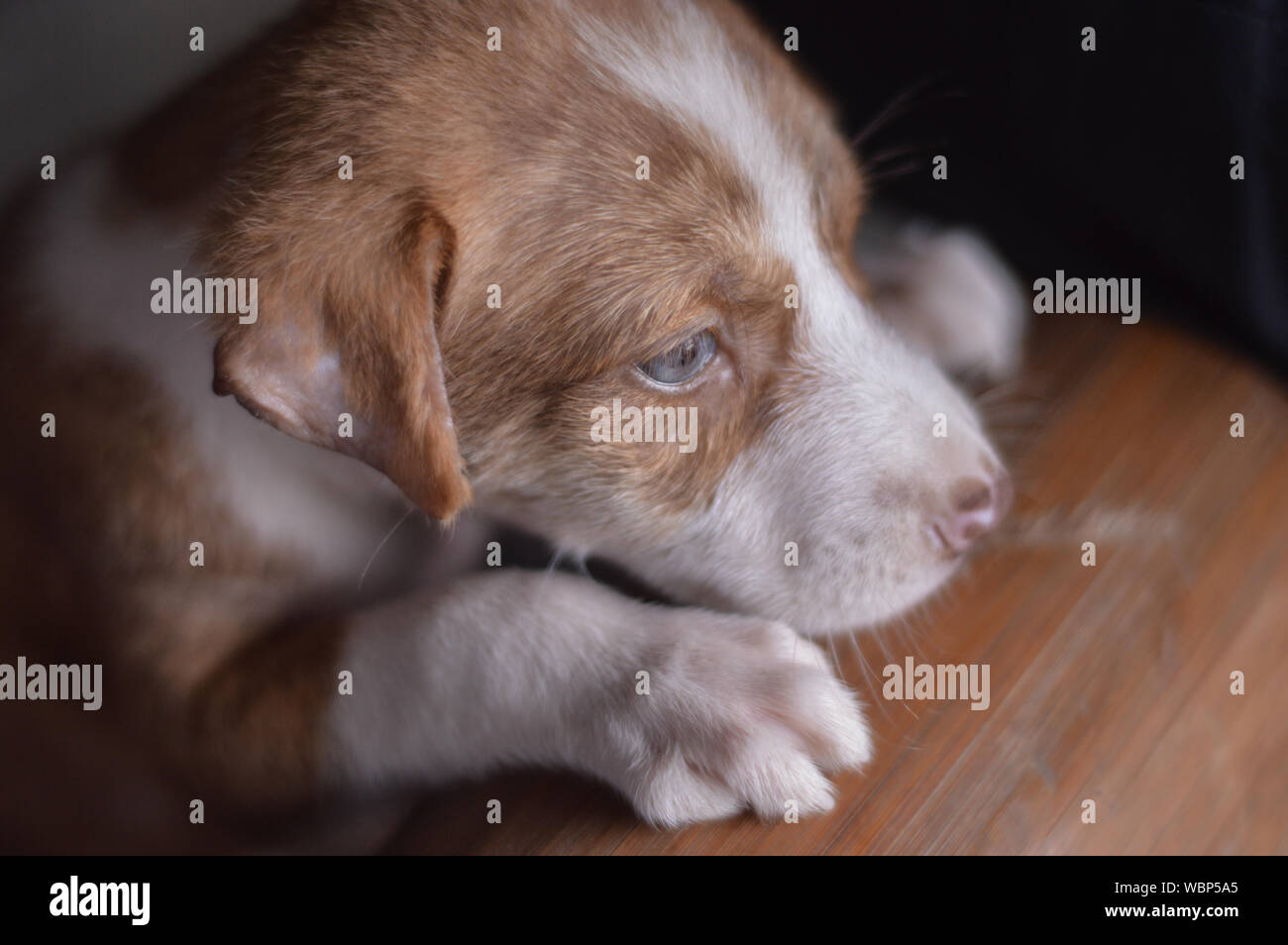 Curious cute puppy Stock Photo - Alamy