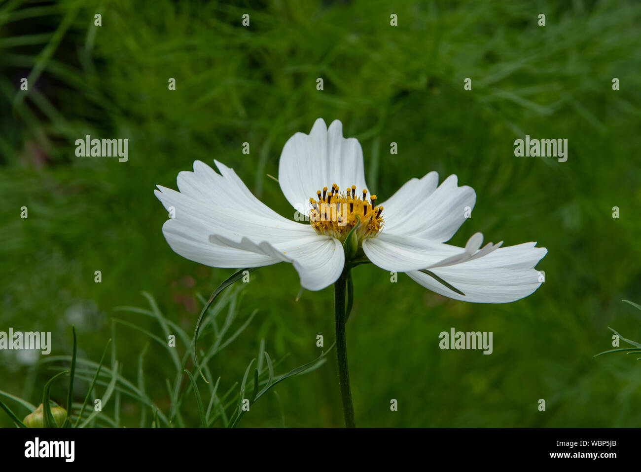 Cosmos bipinnatus, White Cosmos Stock Photo - Alamy