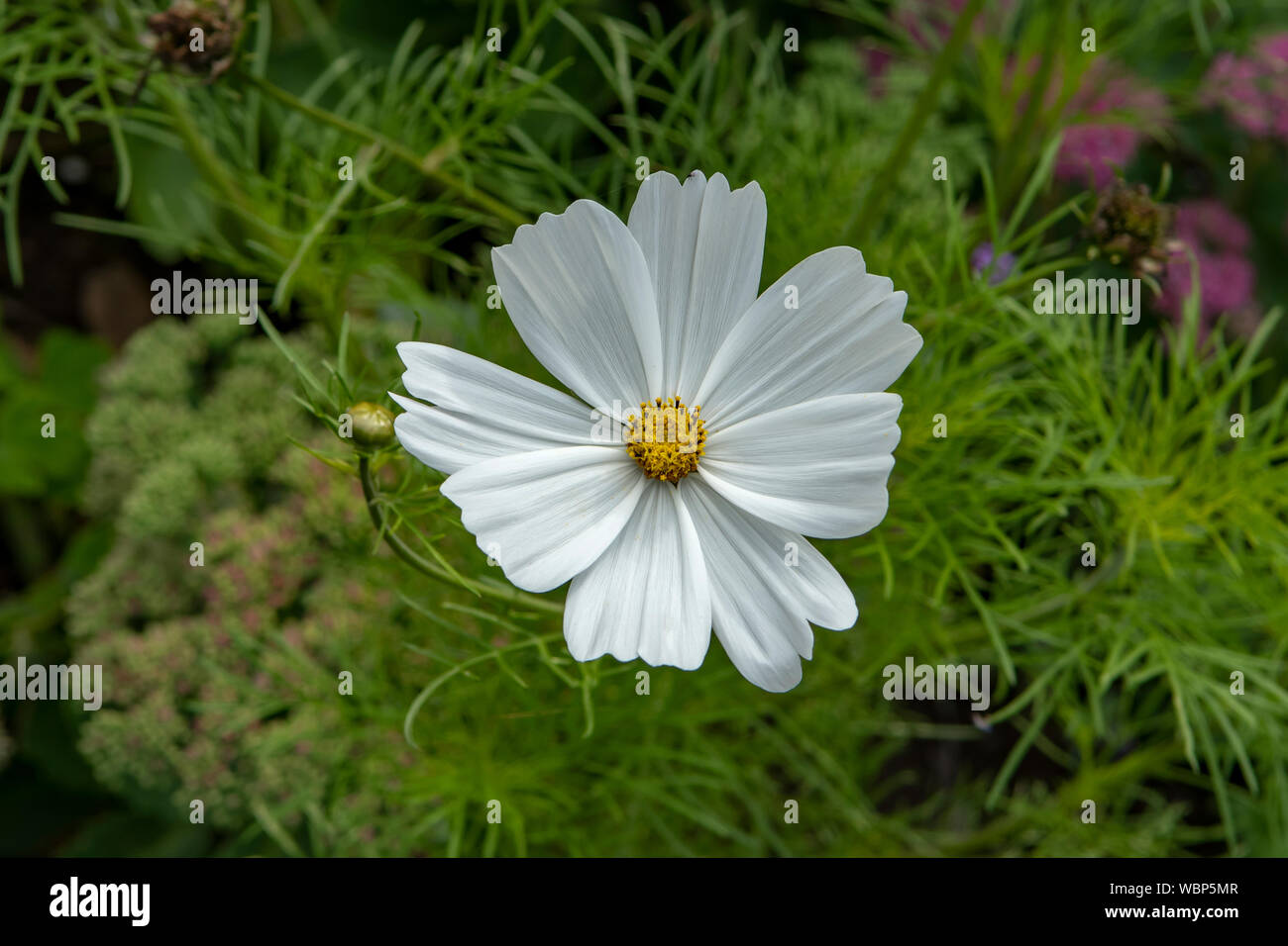 Cosmos bipinnatus, White Cosmos Stock Photo - Alamy