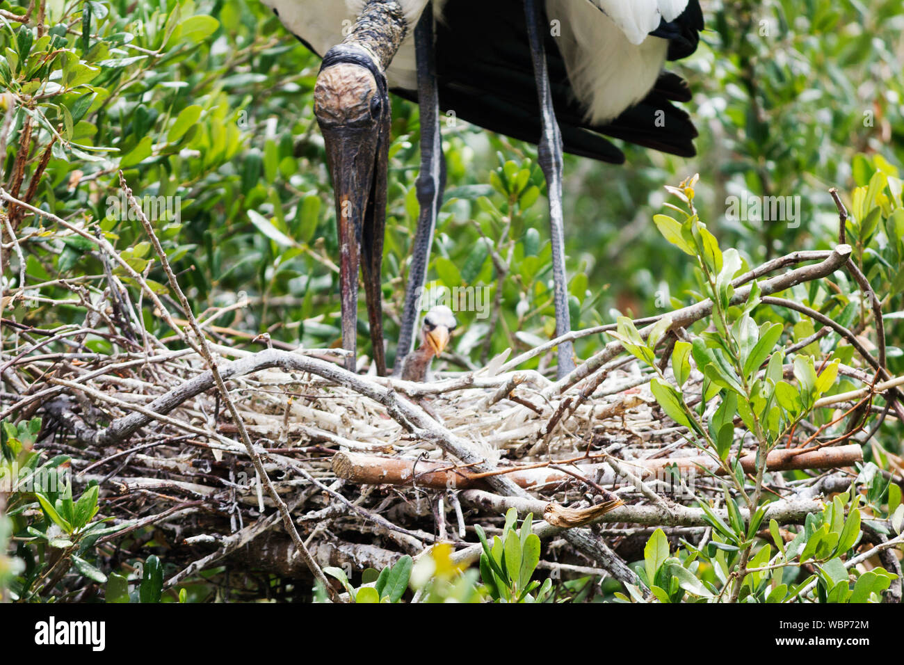 Chick growth hi-res stock photography and images - Alamy