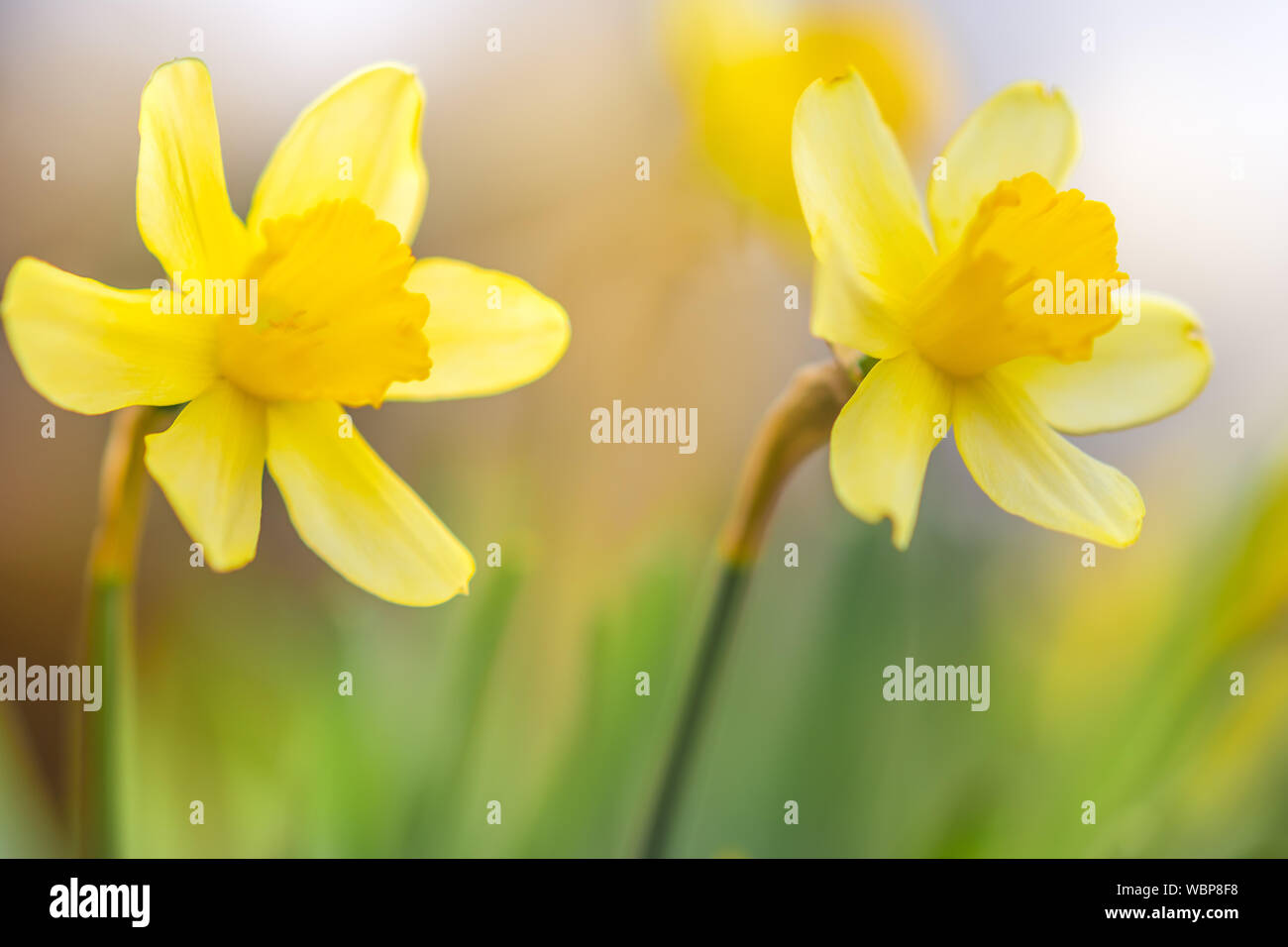two yellow daffodils grow in the garden, narcissus flower Stock Photo ...