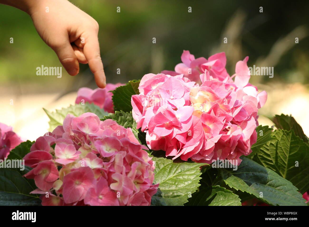 Pointing at flowers hi-res stock photography and images - Alamy