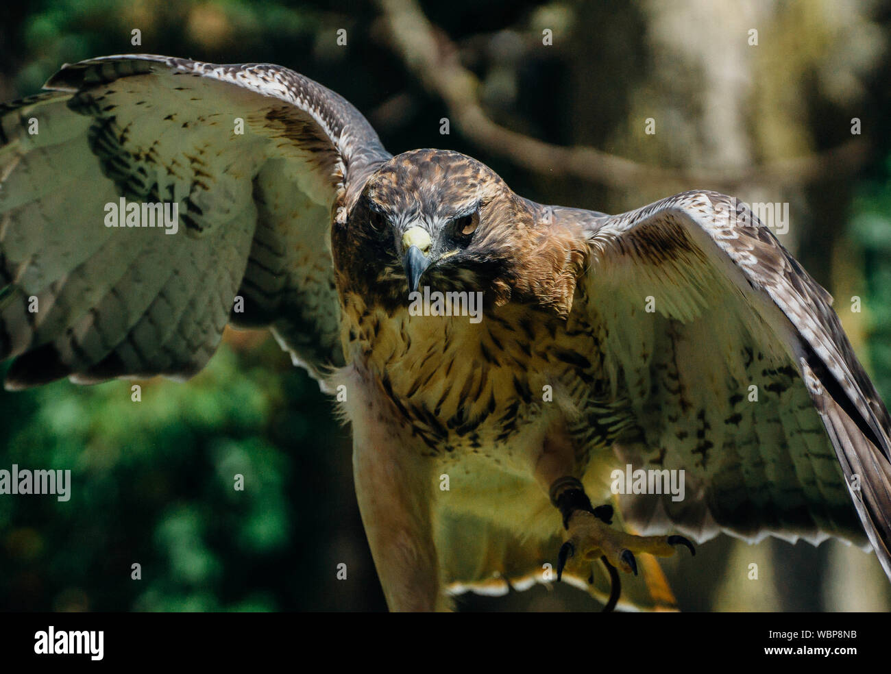 Red tailed hawk flying hi-res stock photography and images - Alamy