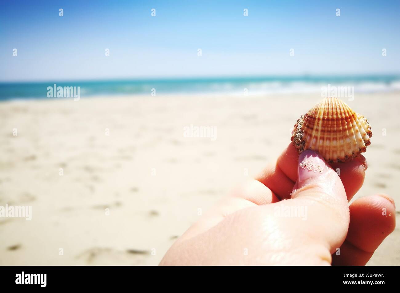 Hand holding seashell hi-res stock photography and images - Alamy