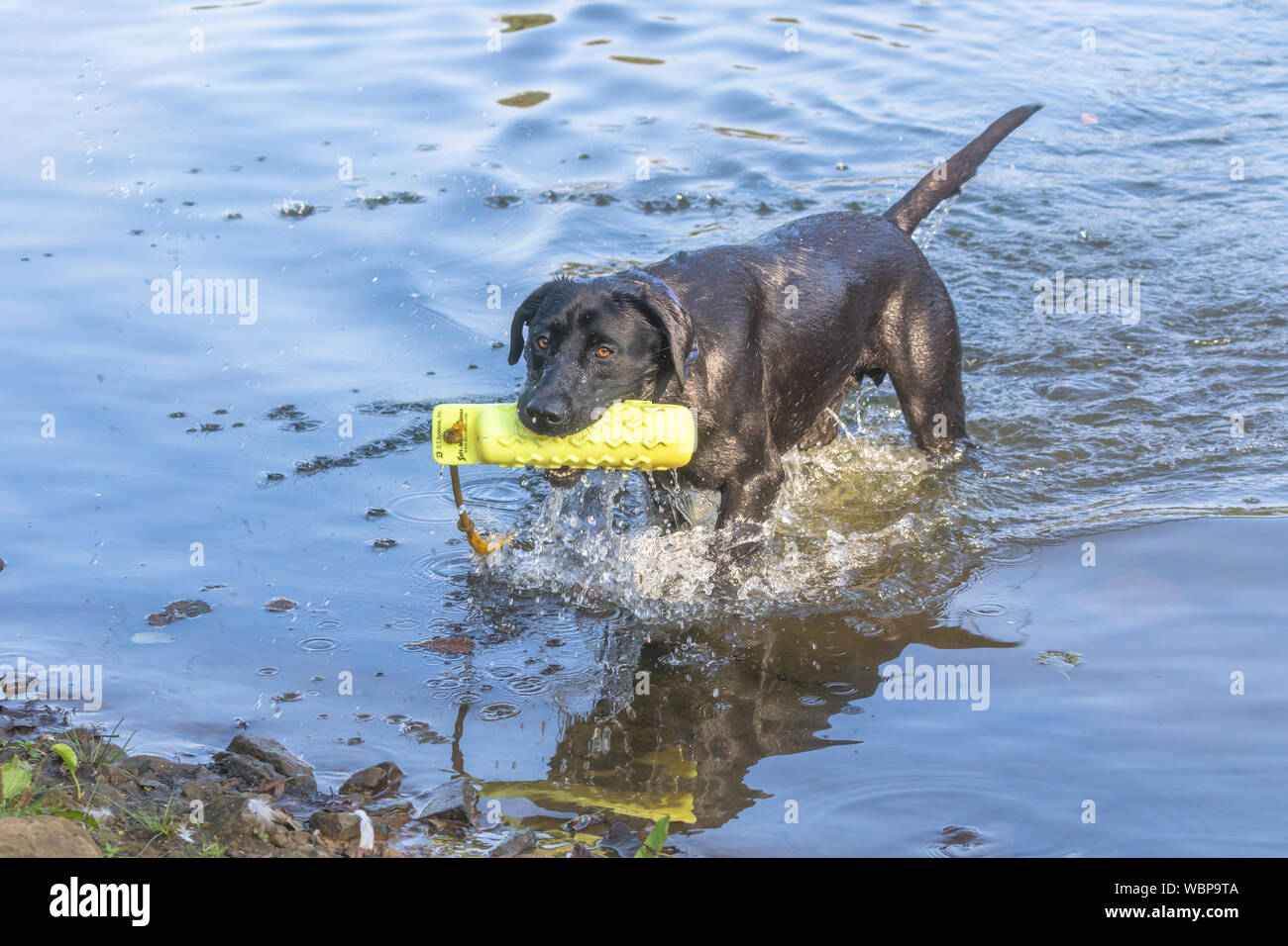 Black lab retrieving dummy hi-res stock photography and images - Alamy