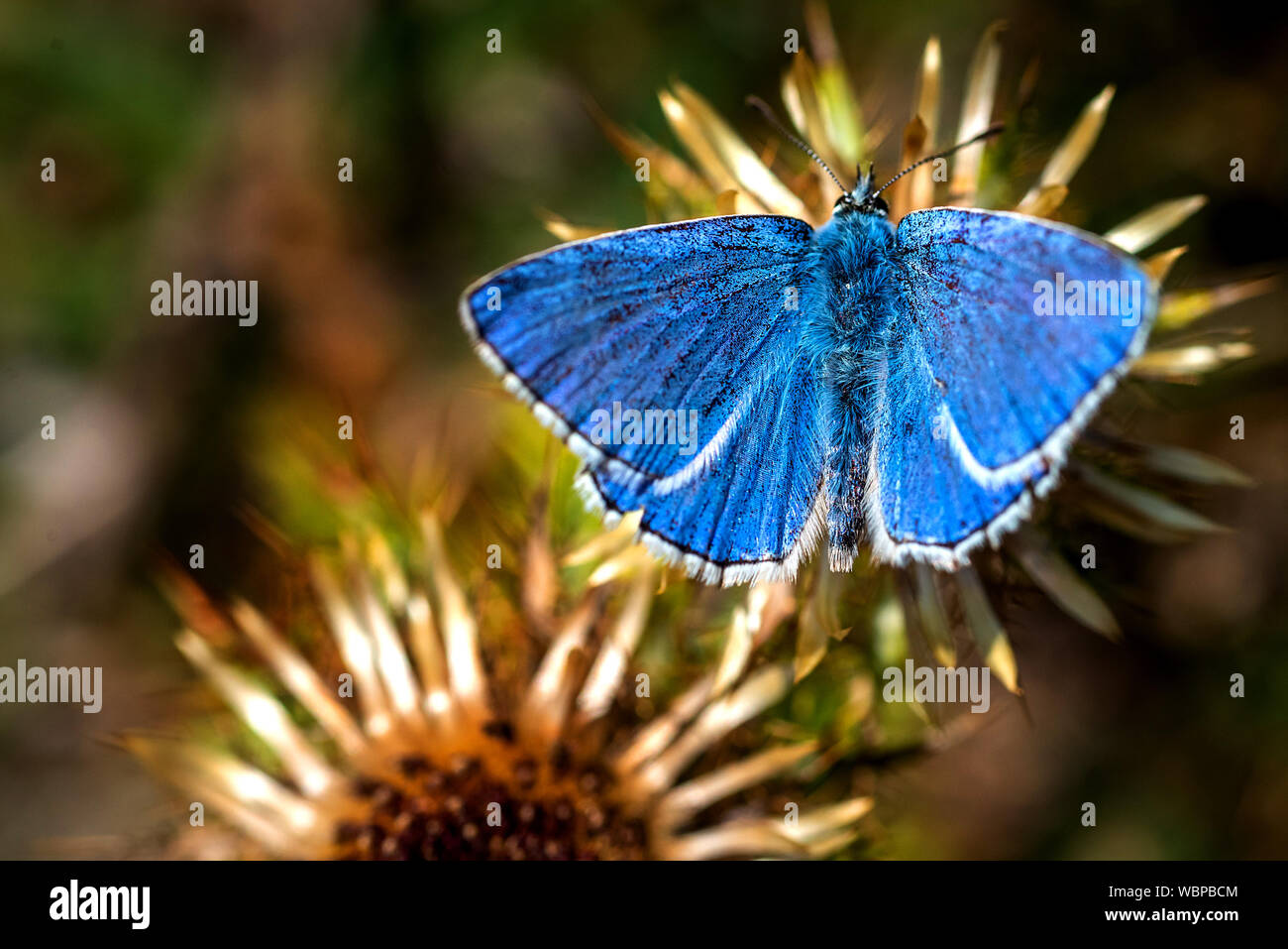 A male Adonis Blue, the rarest of the British blue butterflies, resting ...