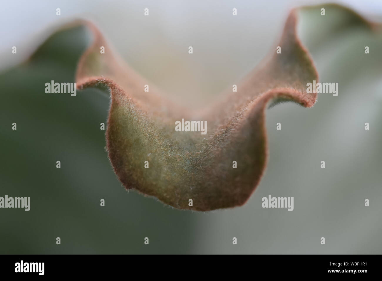 Fuzzy art hi-res stock photography and images - Alamy