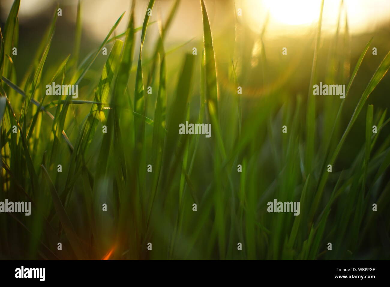 Sunbeams and green field abstract background hi-res stock photography ...
