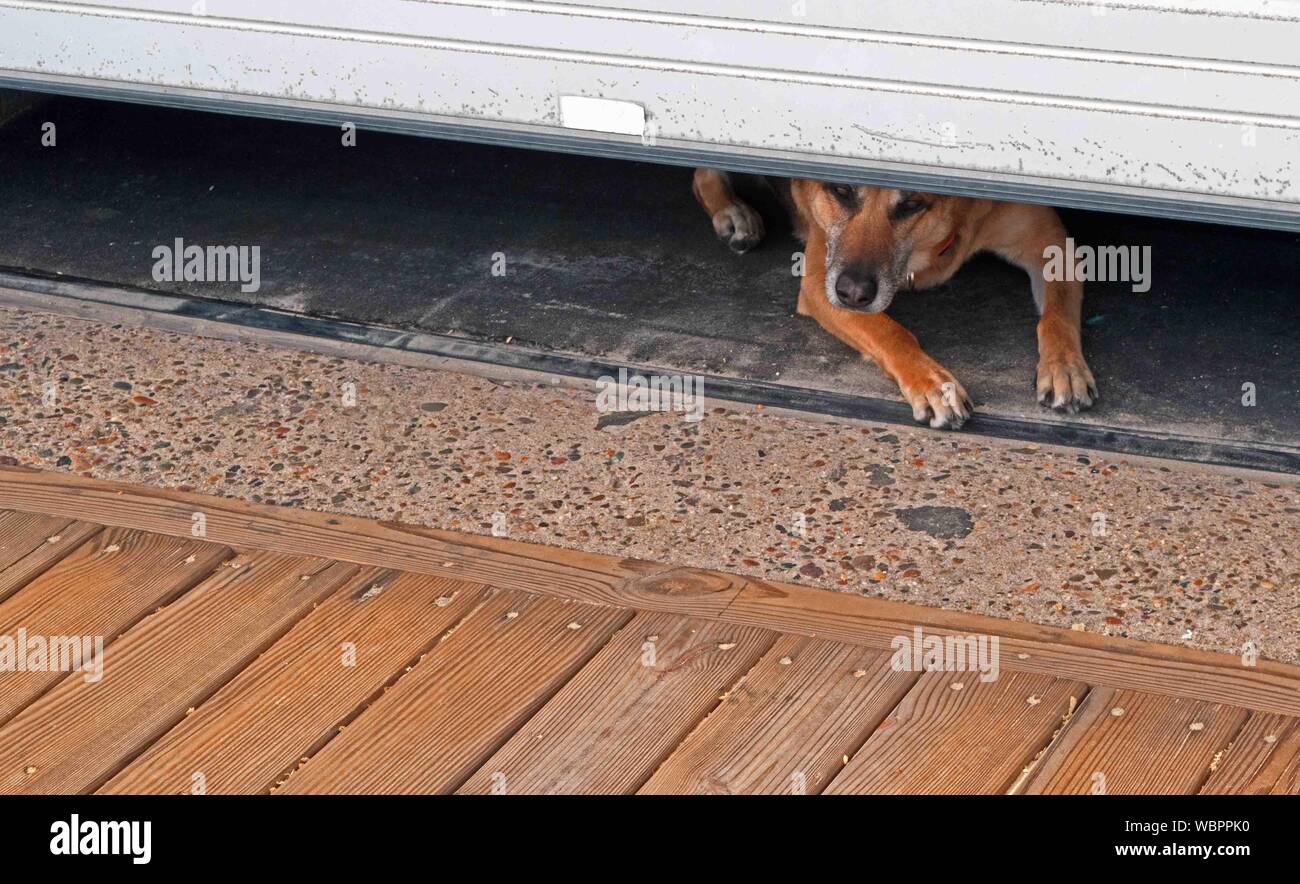 Shutter dog hi-res stock photography and images - Alamy