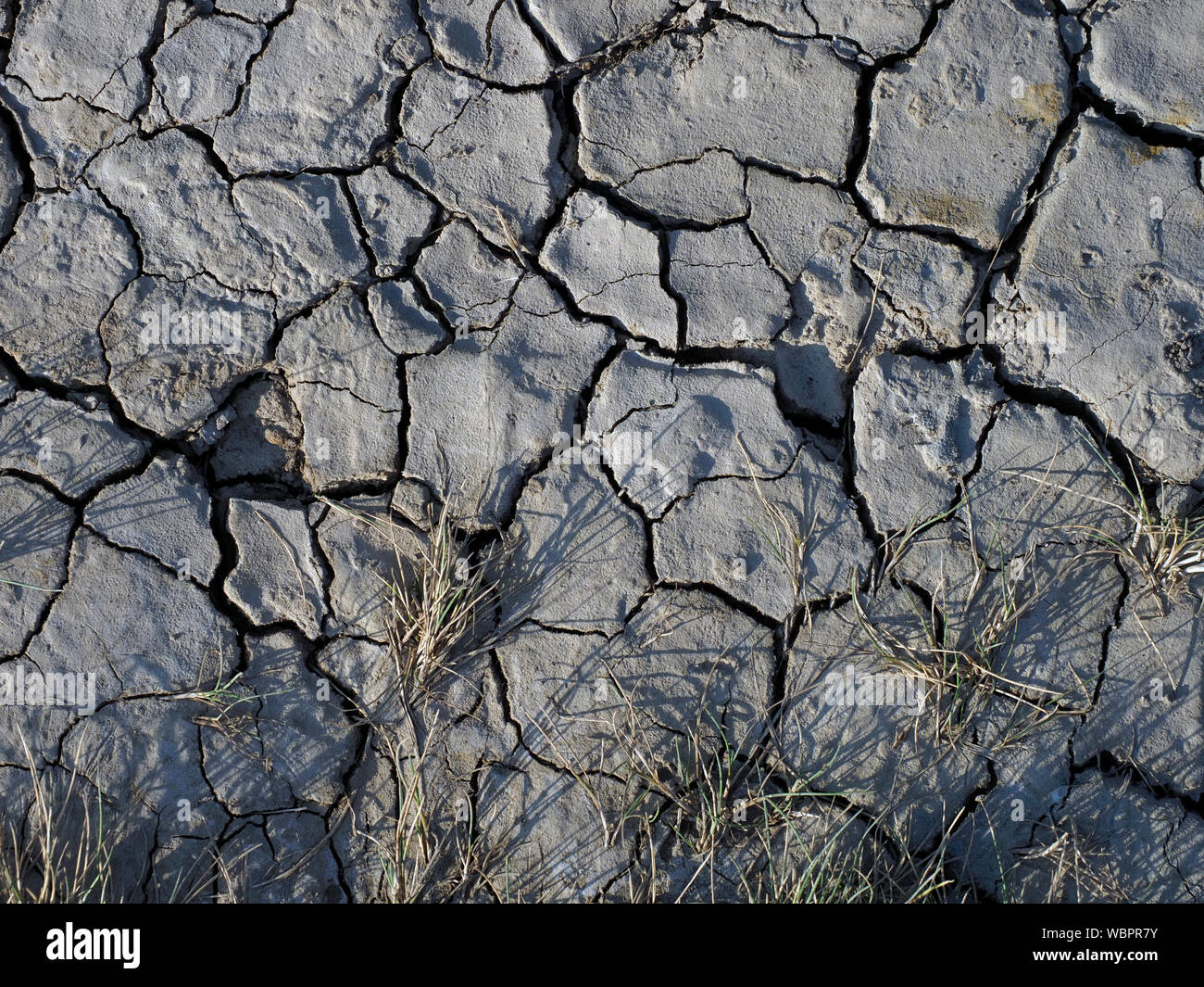 The cracked surface of salt-marsh mud dried by the hot summer sun along ...