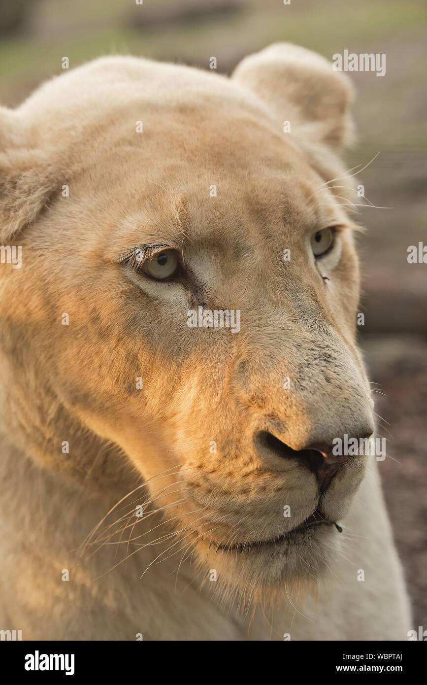 Lioness body hi-res stock photography and images - Alamy