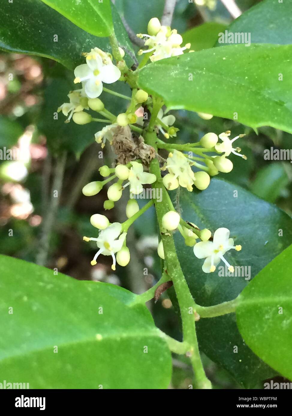 Holly white flowers hi-res stock photography and images - Alamy