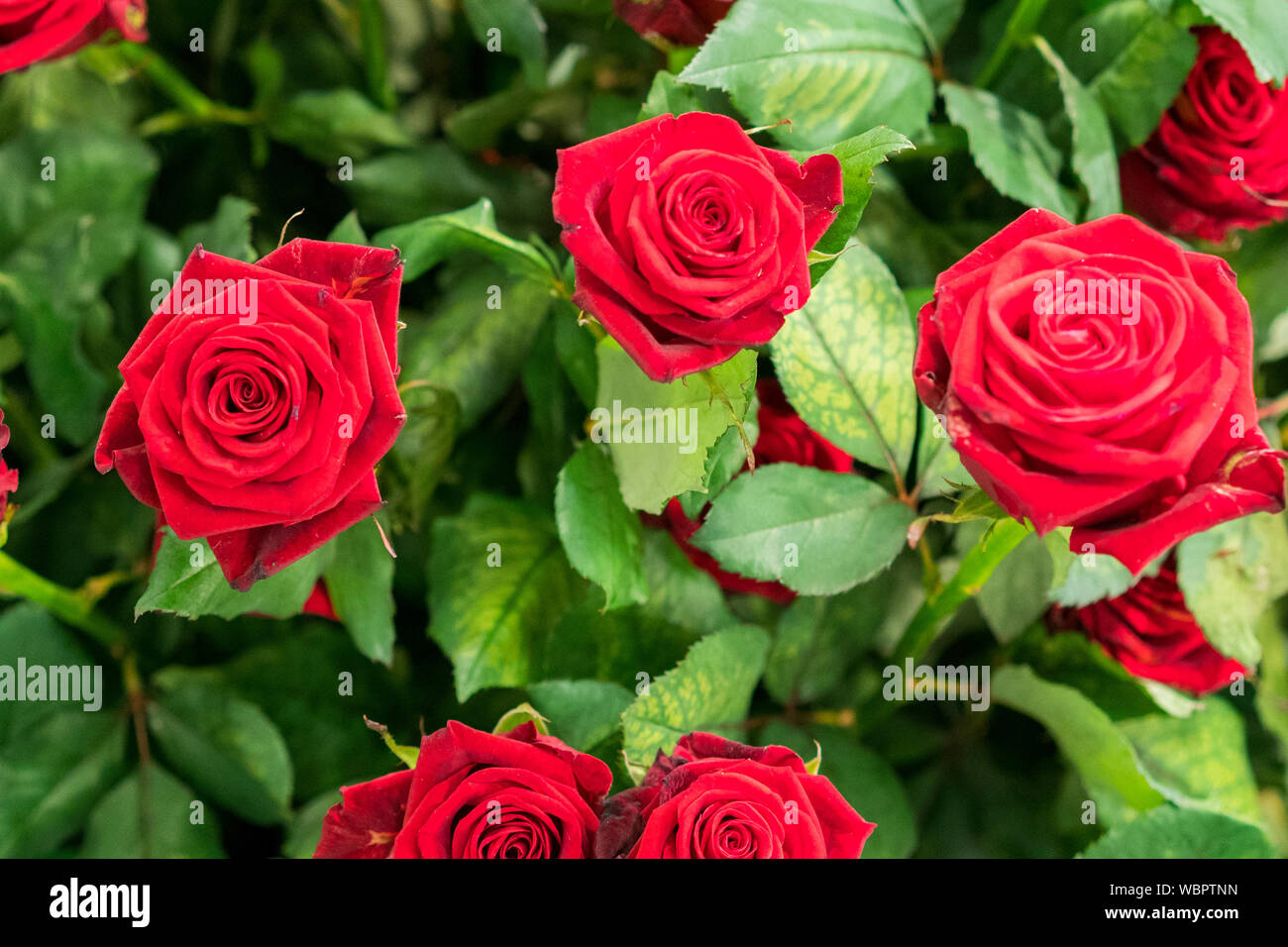 Fresh, natural red roses with green leaves. background Stock Photo - Alamy