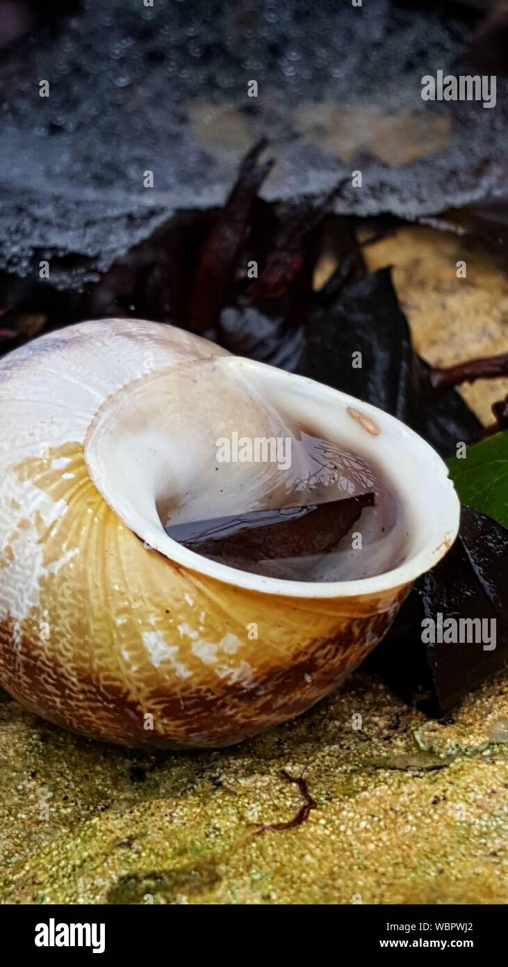 Water Snail High Resolution Stock Photography and Images - Alamy