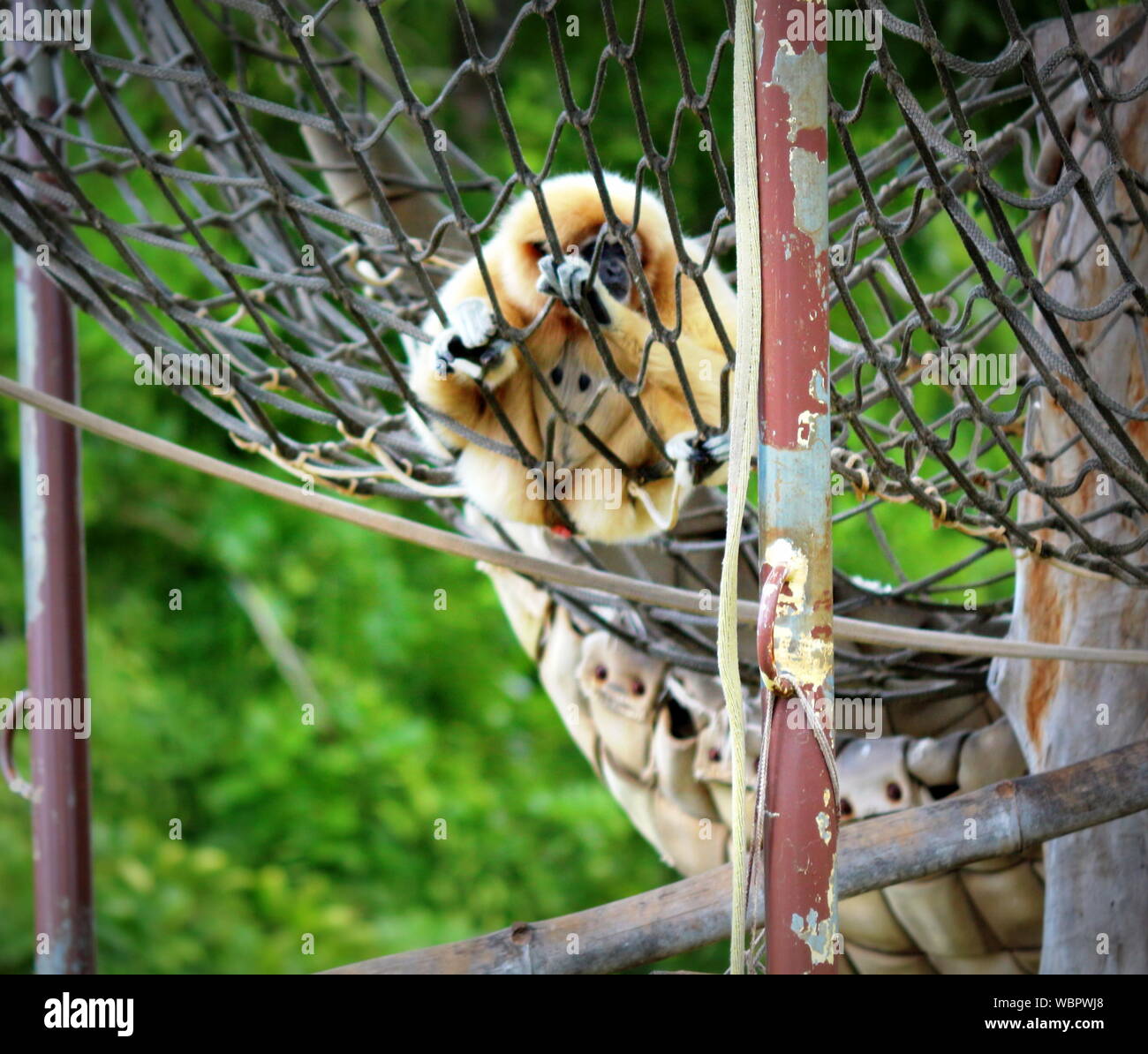 Monkey On Pole High Resolution Stock Photography and Images - Alamy