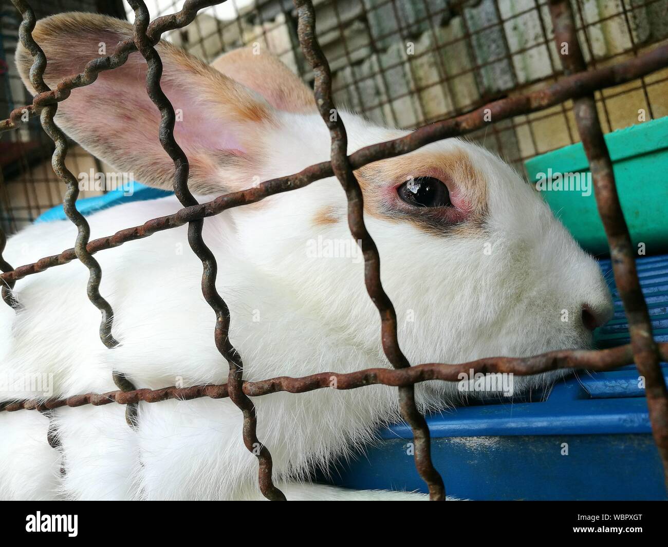 White rabbit cage hi-res stock photography and images - Alamy