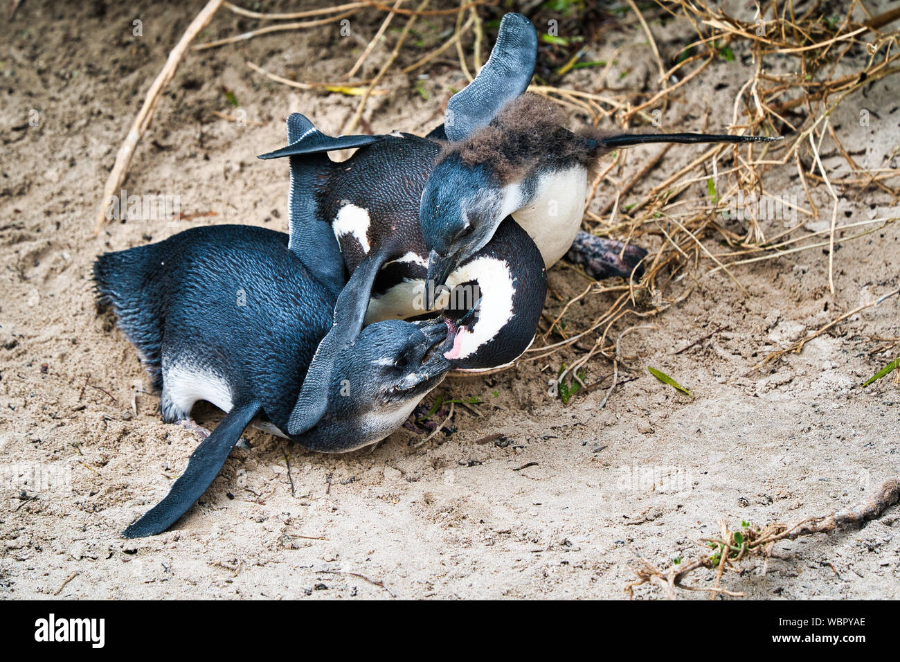 Penguins eating hi-res stock photography and images - Alamy