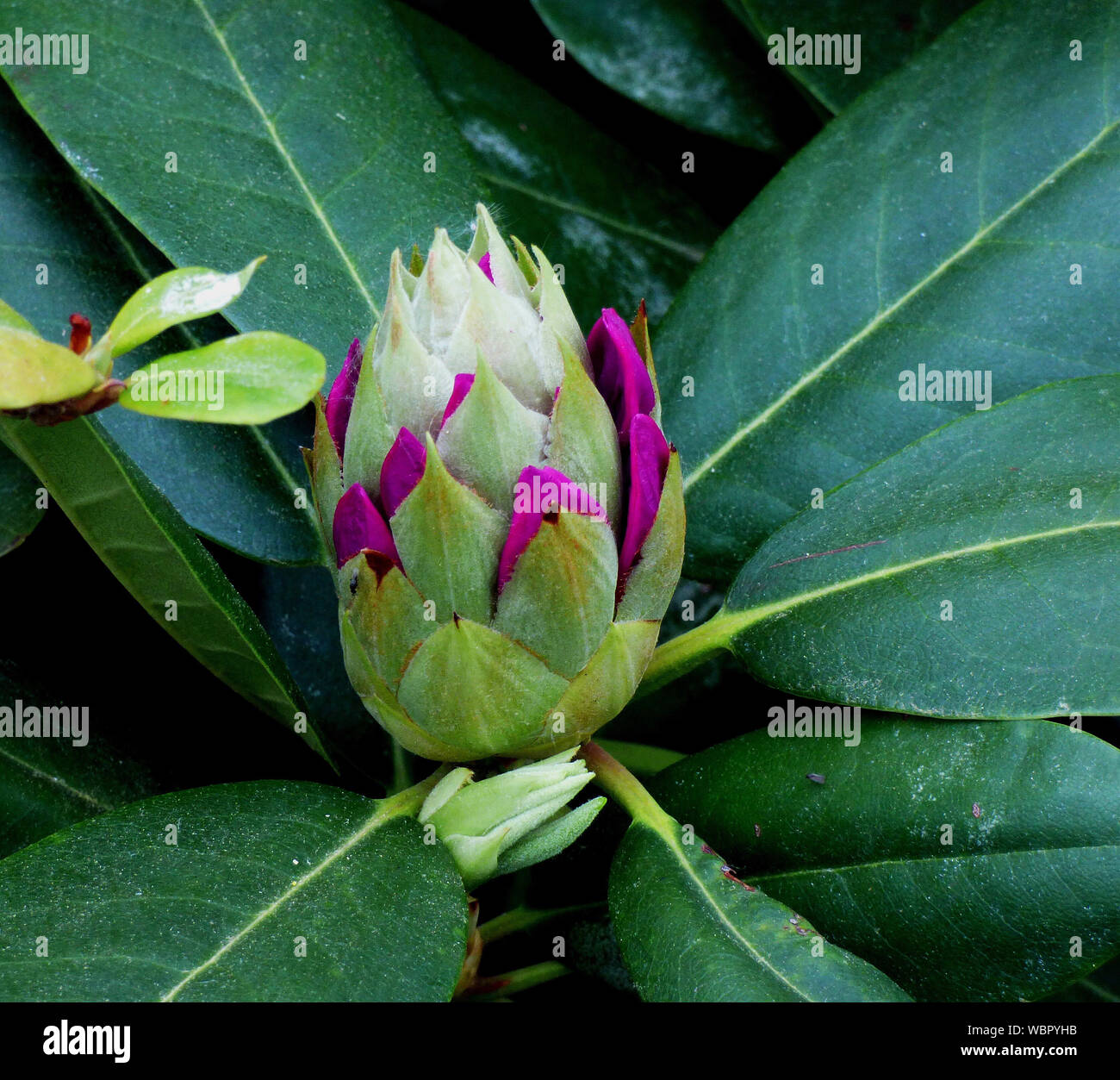 Green leaves surrounding the flower hi-res stock photography and images ...