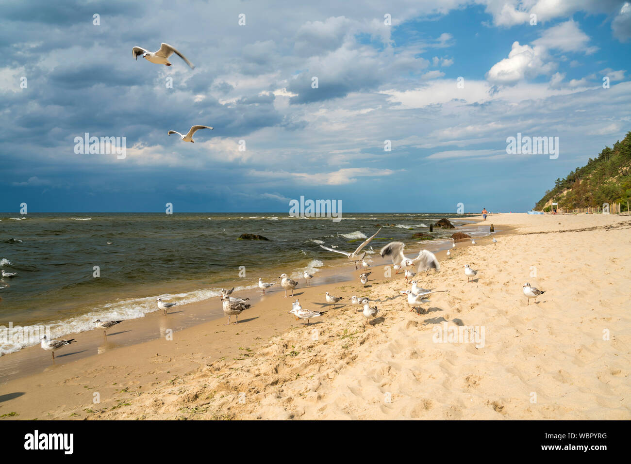 Möwen am Ostsee Strand von Misdroy / Miedzyzdroje, Insel Wolin ...