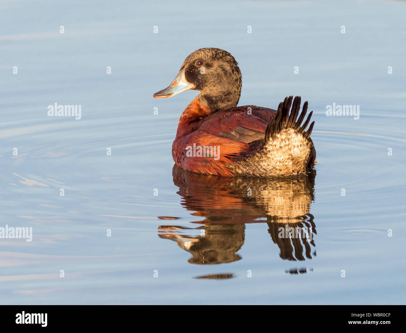 The blue-billed duck (Oxyura australis) is a small Australian stiff ...