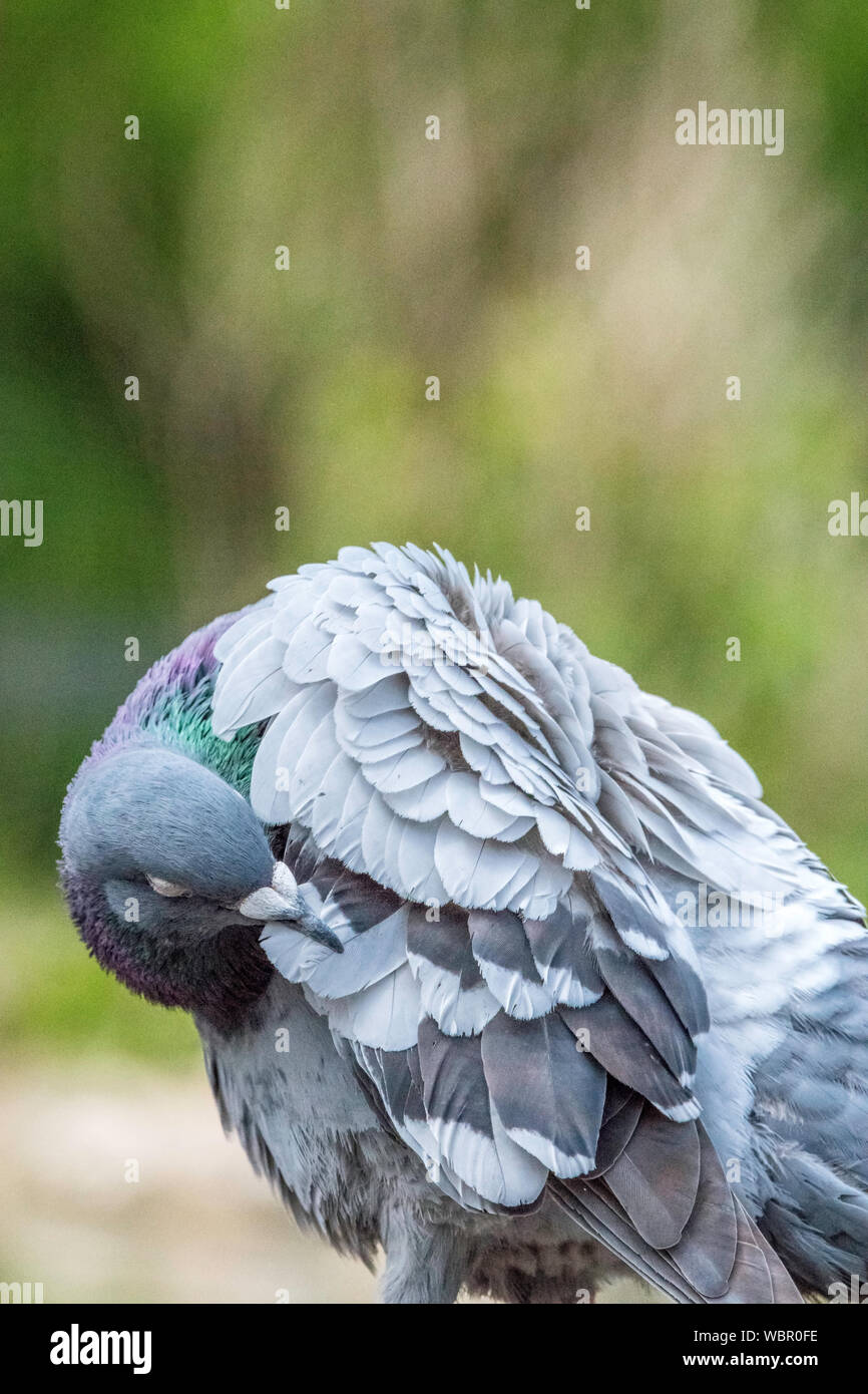 pigeon itchy wings Stock Photo - Alamy