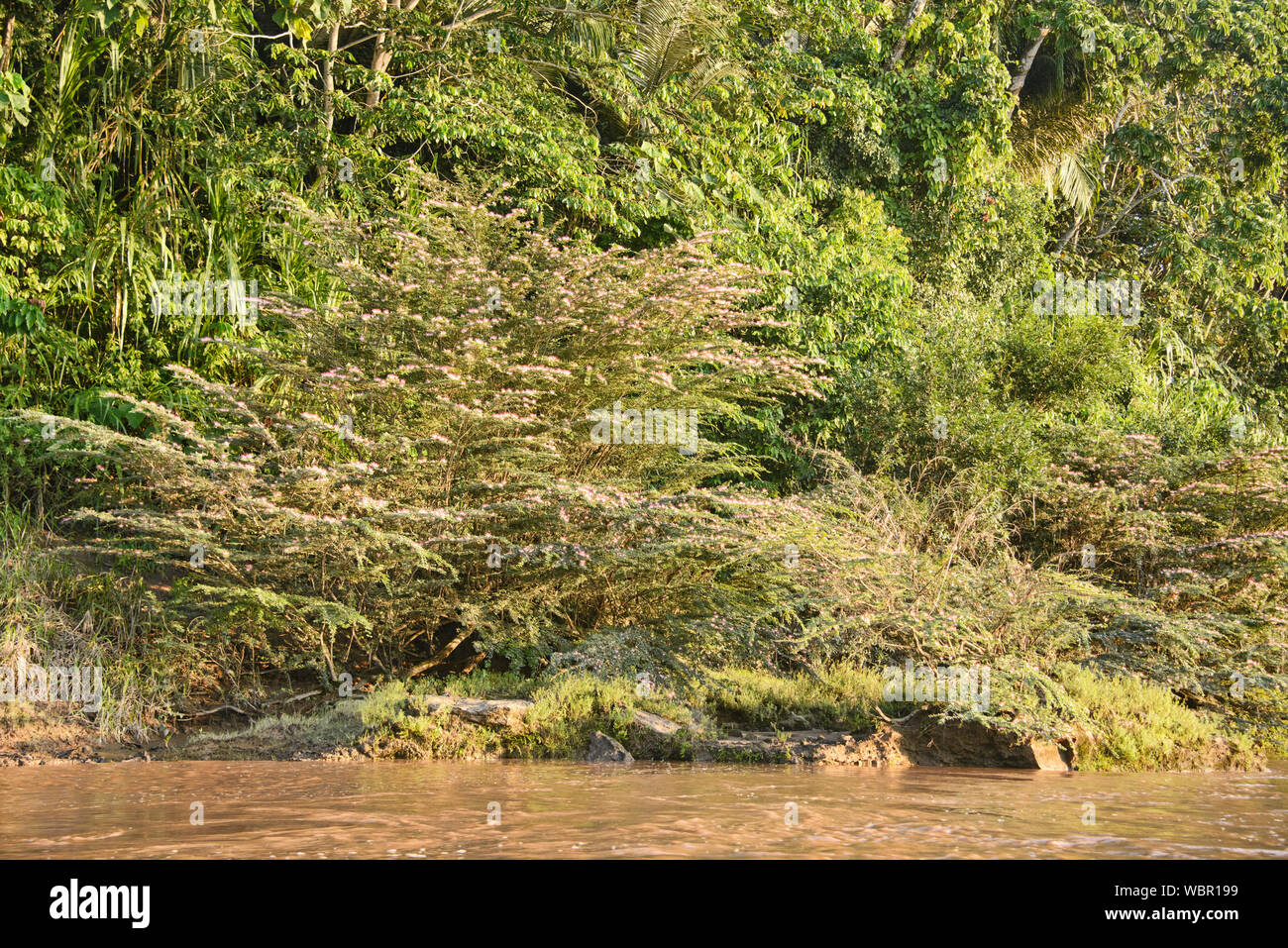 Primary forest hi-res stock photography and images - Alamy