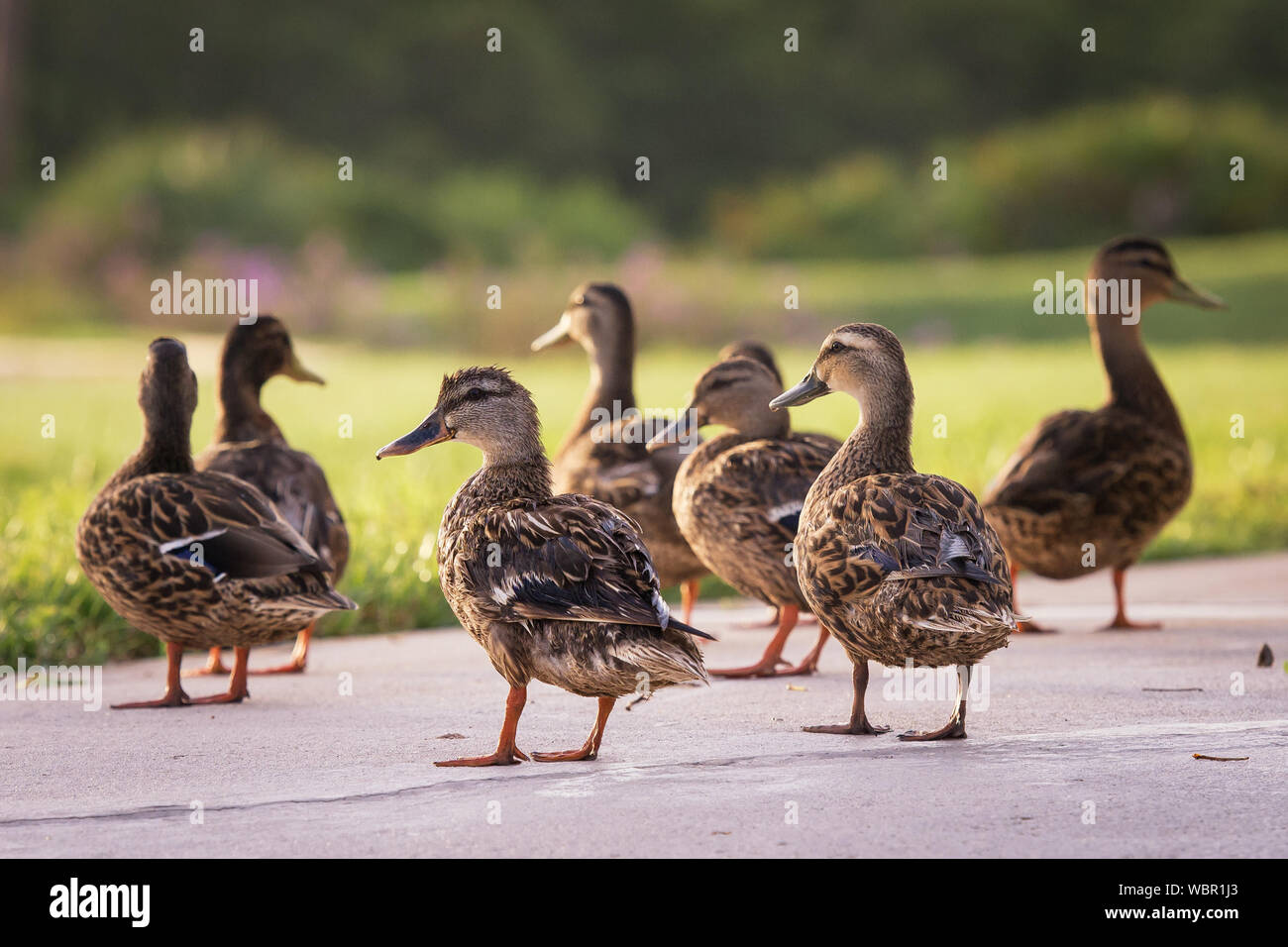 Ducks in road hi-res stock photography and images - Alamy