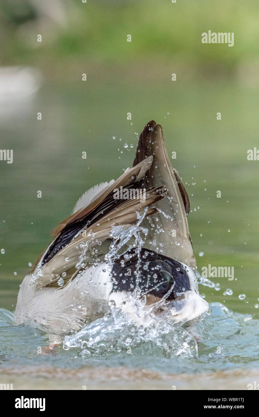 Duck tail into water at the lake Stock Photo - Alamy